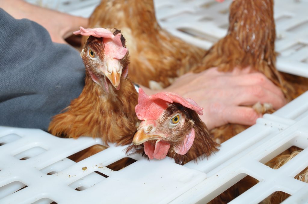 Red een Legkip – Comité Dierennoodhulp